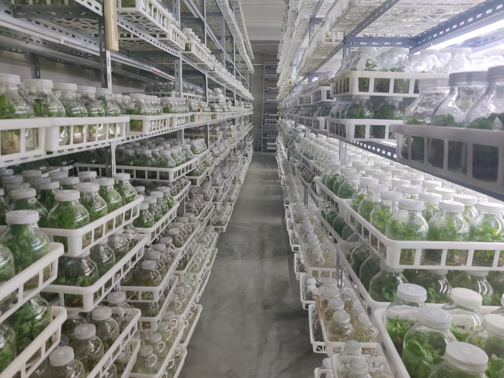 Green Circle farm – is one of the top plant suppliers in China.